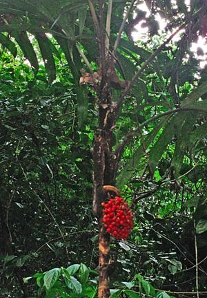 Bactris glandulosa var. baileyana - Palmpedia - Palm Grower's Guide