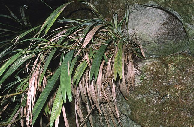 Pinanga rupestris - Palmpedia - Palm Grower's Guide