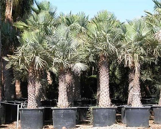 Copernicia alba - Palmpedia - Palm Grower's Guide
