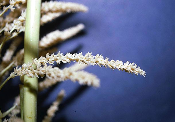 Ravenea rivularis - Palmpedia - Palm Grower's Guide