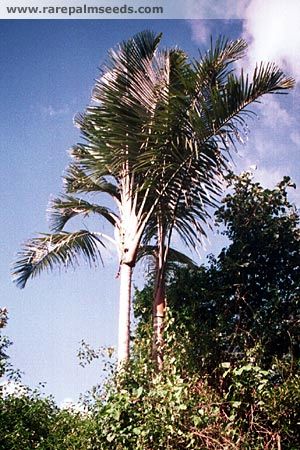 Orania trispatha - Palmpedia - Palm Grower's Guide