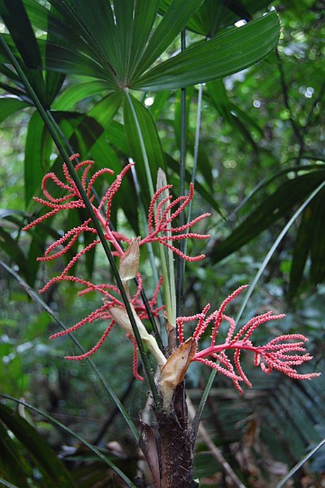 Rhapis excelsa - Palmpedia - Palm Grower's Guide