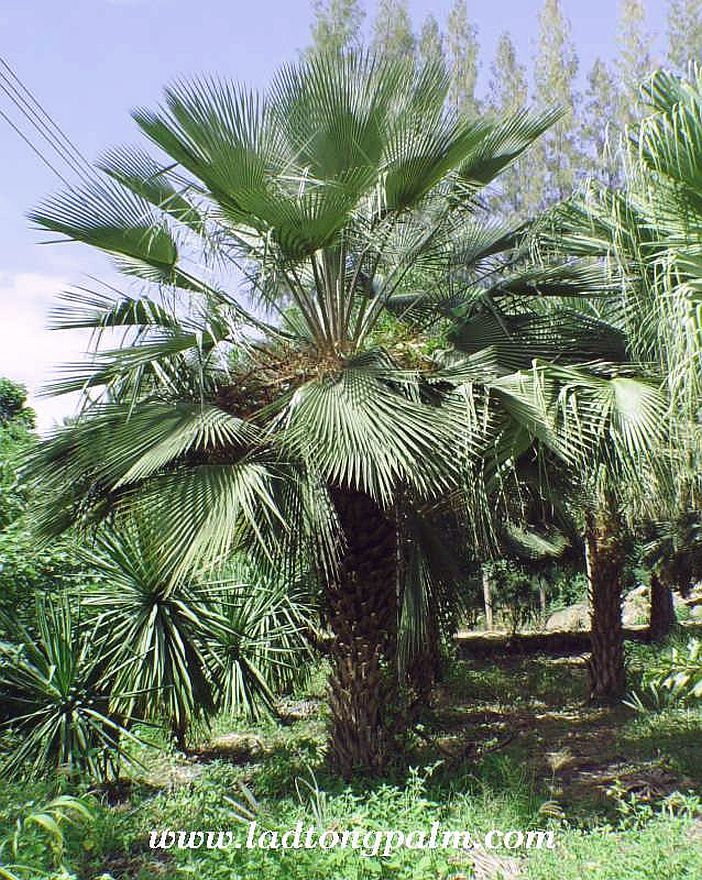 File:Spd 20051118180439 b.jpg - Palmpedia - Palm Grower's Guide