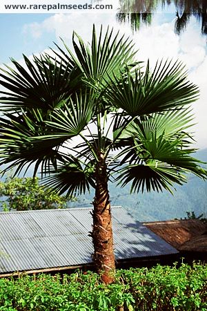Trachycarpus latisectus - Palmpedia - Palm Grower's Guide