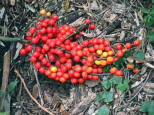 Gaussia maya - Palmpedia - Palm Grower's Guide