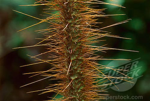 Calamus australis - Palmpedia - Palm Grower's Guide