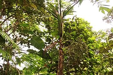 Balaka macrocarpa - Palmpedia - Palm Grower's Guide