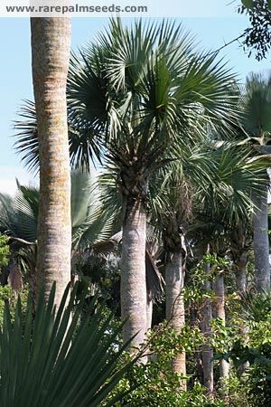 Sabal maritima - Palmpedia - Palm Grower's Guide