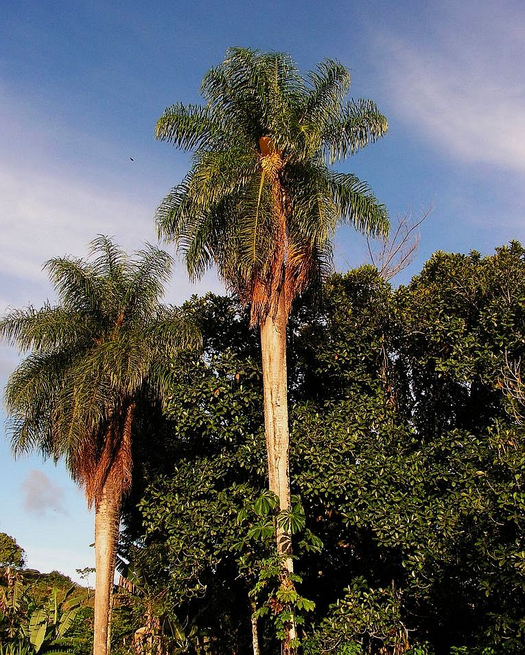 Acrocomia intumescens - Palmpedia - Palm Grower's Guide