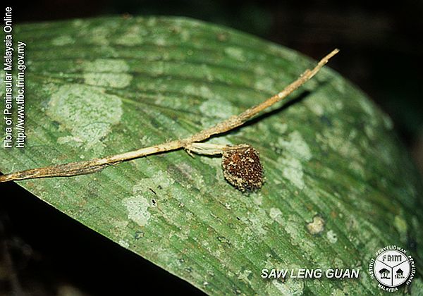 Salacca minuta - Palmpedia - Palm Grower's Guide