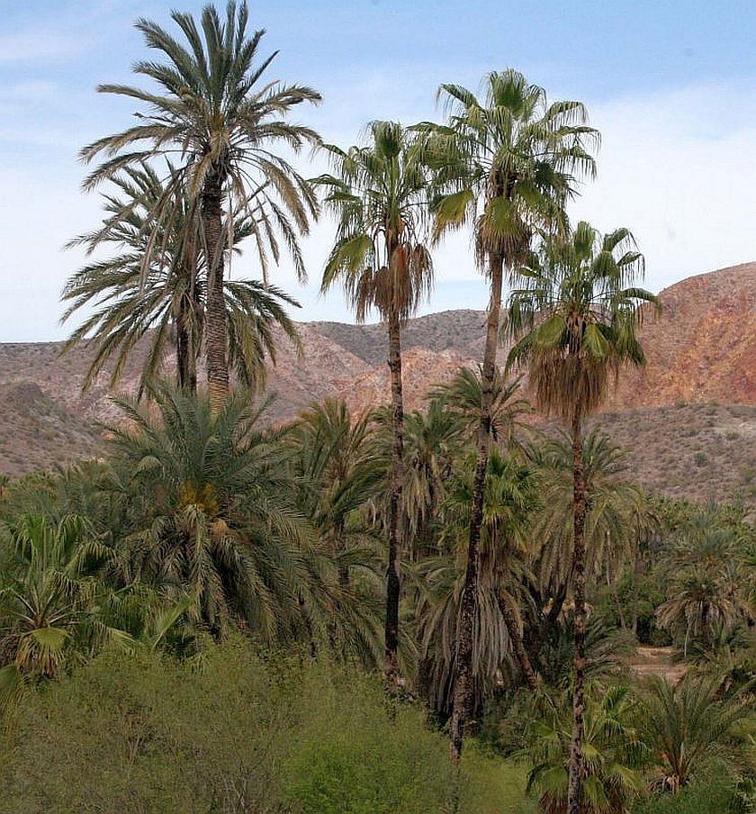 Brahea brandegeei - Palmpedia - Palm Grower's Guide