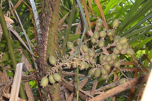 Daemonorops longipes - Palmpedia - Palm Grower's Guide