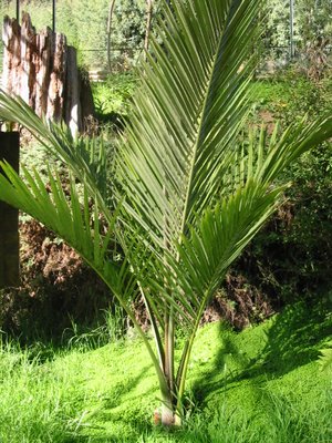 Juania australis - Palmpedia - Palm Grower's Guide