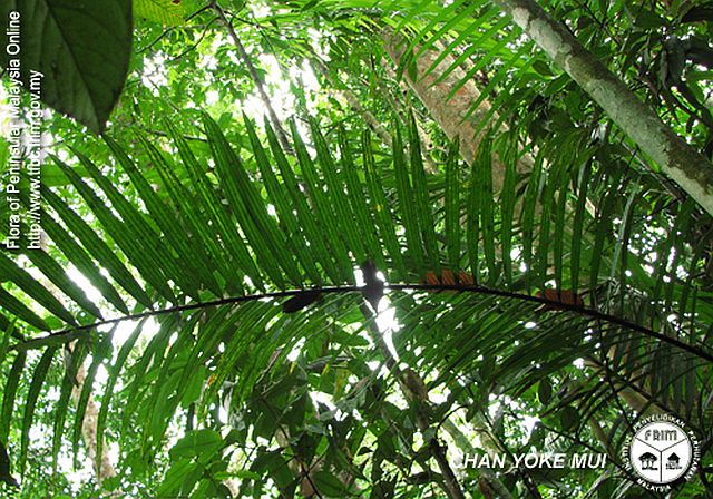 Calamus calospathus - Palmpedia - Palm Grower's Guide