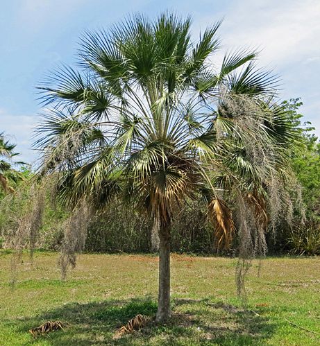 Copernicia brittonorum - Palmpedia - Palm Grower's Guide
