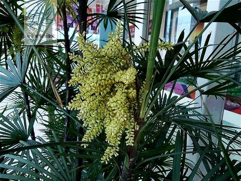 Rhapis humilis - Palmpedia - Palm Grower's Guide