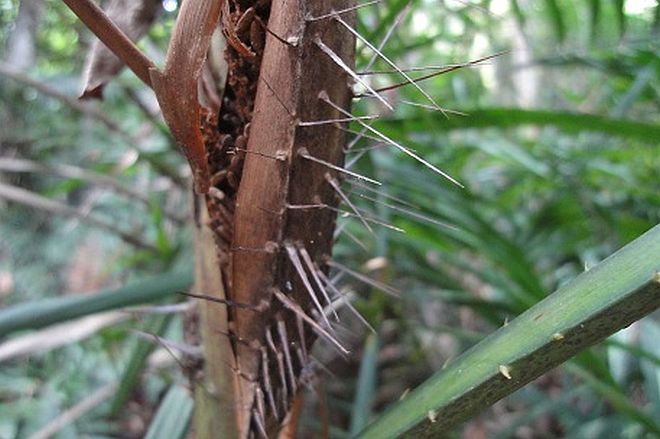 Daemonorops grandis - Palmpedia - Palm Grower's Guide