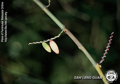 Pinanga subintegra - Palmpedia - Palm Grower's Guide