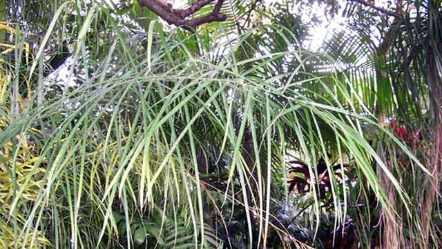 Chamaedorea plumosa - Palmpedia - Palm Grower's Guide