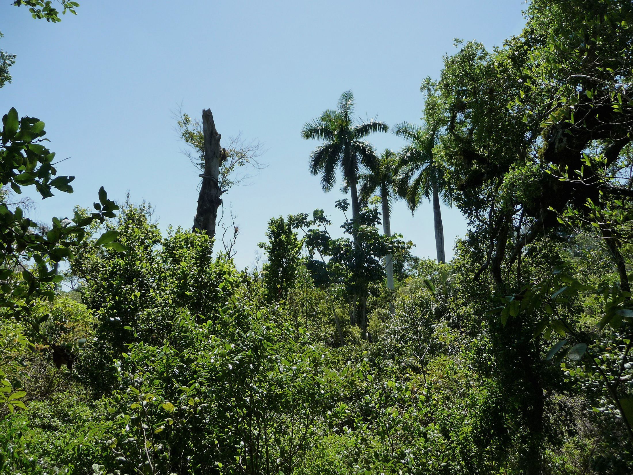 File:5530845683 ced0269d92 o.jpg - Palmpedia - Palm Grower's Guide