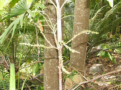 Balaka seemannii - Palmpedia - Palm Grower's Guide