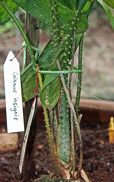 Calamus insignis - Palmpedia - Palm Grower's Guide