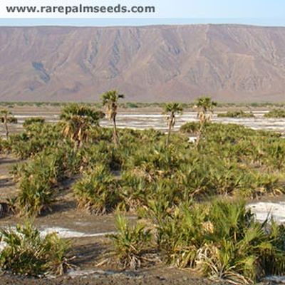 Hyphaene thebaica - Palmpedia - Palm Grower's Guide