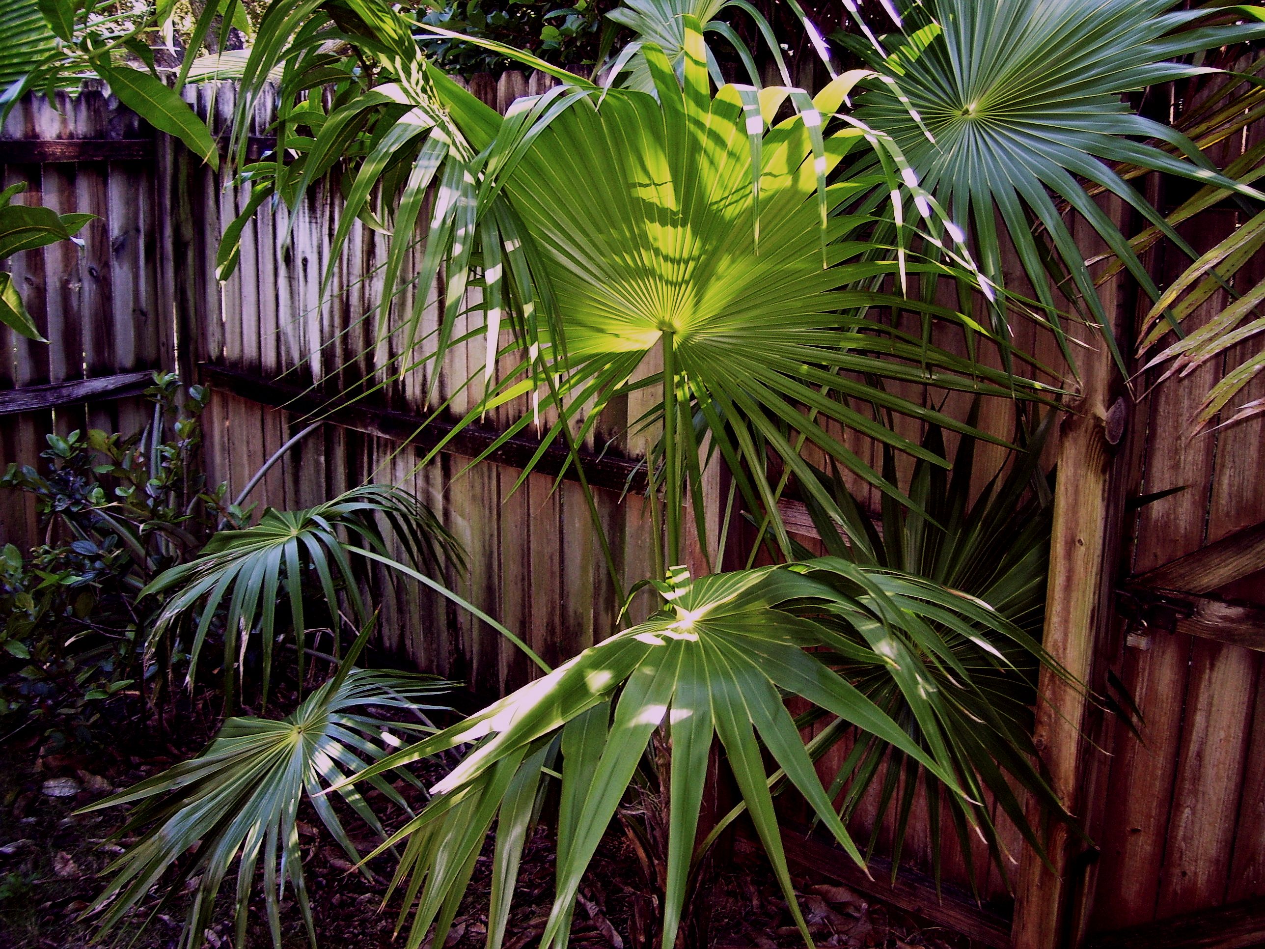 File:Thrinax radiata 284.jpg - Palmpedia - Palm Grower's Guide