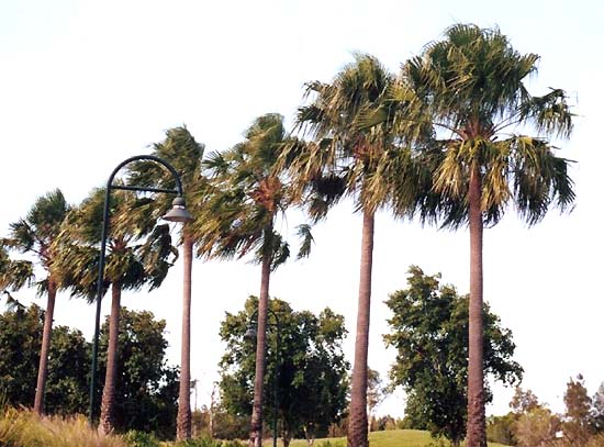 Livistona nitida - Palmpedia - Palm Grower's Guide