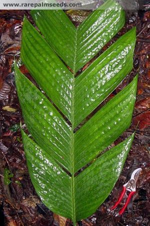 Pinanga sessilifolia - Palmpedia - Palm Grower's Guide