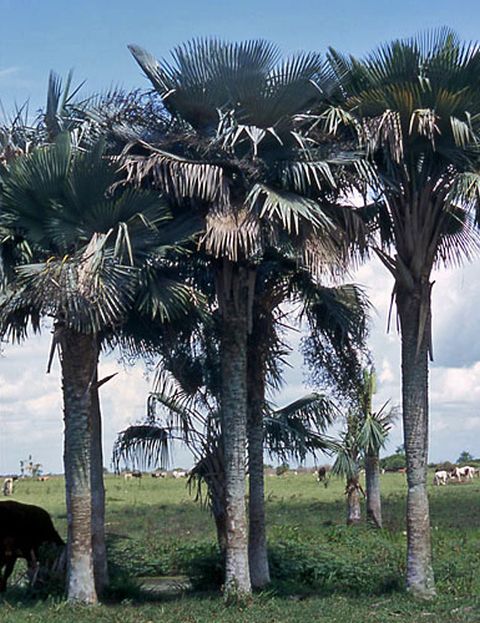 Copernicia textilis - Palmpedia - Palm Grower's Guide