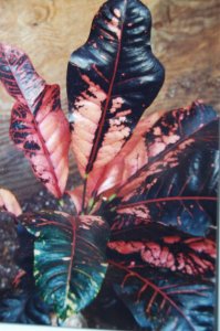 MACKENZIE KING - Palmpedia - Palm Grower's Guide