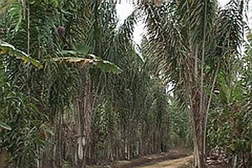 Attalea funifera - Palmpedia - Palm Grower's Guide