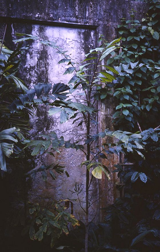 Balaka samoensis - Palmpedia - Palm Grower's Guide