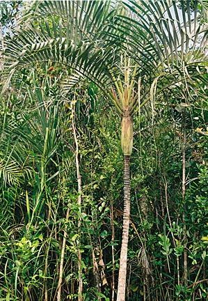 Chrysalidocarpus arenarum - Palmpedia - Palm Grower's Guide