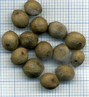 Butia archeri - Palmpedia - Palm Grower's Guide