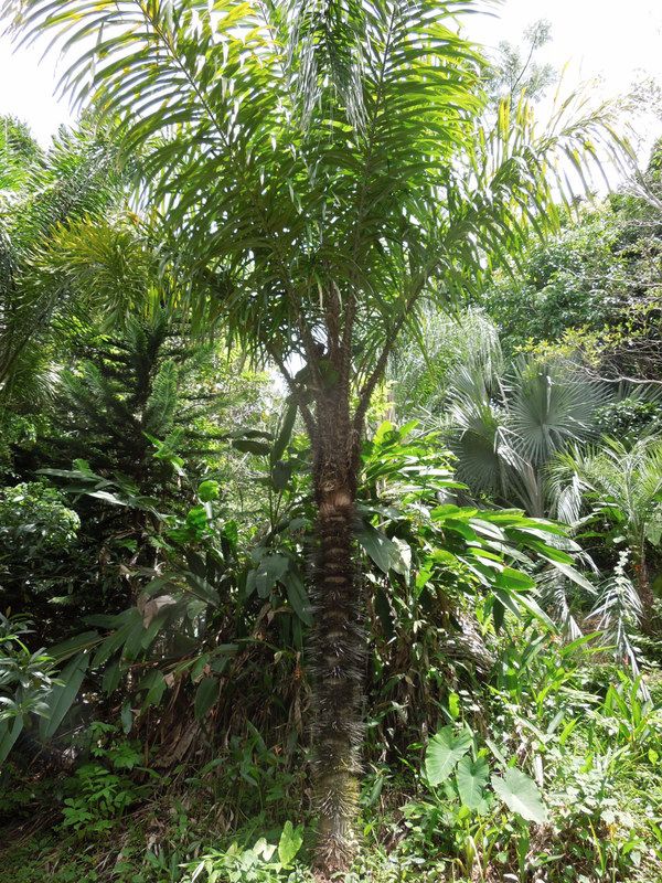 Astrocaryum murumuru - Palmpedia - Palm Grower's Guide