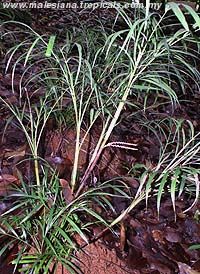 Pinanga rivularis - Palmpedia - Palm Grower's Guide