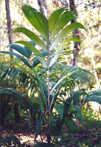Astrocaryum murumuru - Palmpedia - Palm Grower's Guide