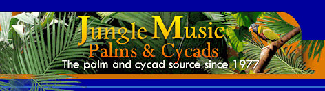 JUNGLE MUSIC NURSERY - Palmpedia - Palm Grower's Guide