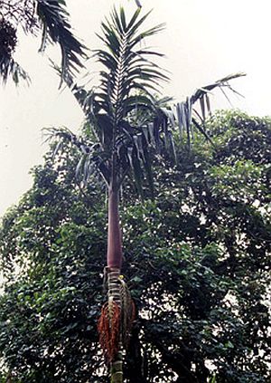 Pinanga speciosa - Palmpedia - Palm Grower's Guide