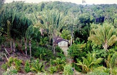 Attalea funifera - Palmpedia - Palm Grower's Guide