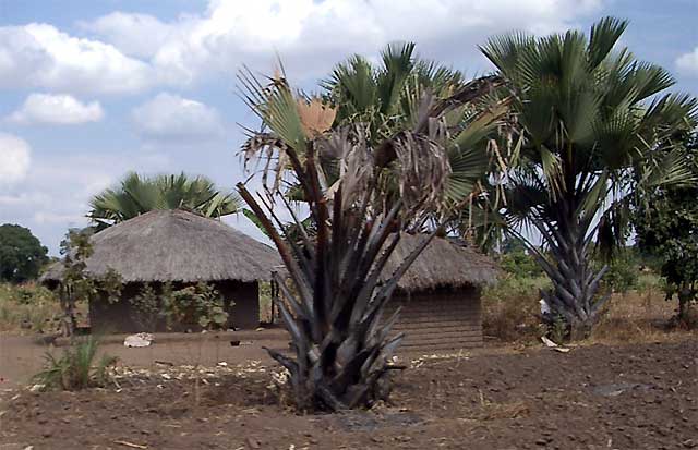 Borassus aethiopum - Palmpedia - Palm Grower's Guide