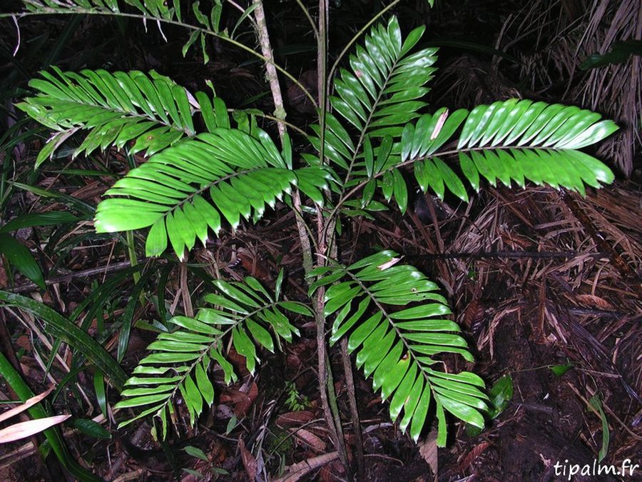 Bactris elegans - Palmpedia - Palm Grower's Guide