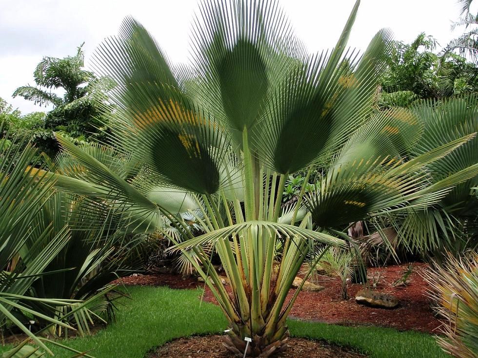 Copernicia sueroana - Palmpedia - Palm Grower's Guide