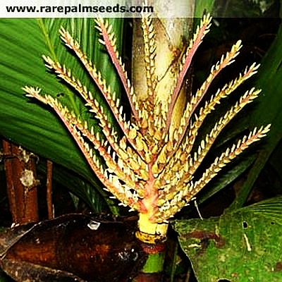 Areca tunku - Palmpedia - Palm Grower's Guide