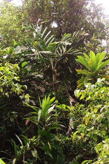 Balaka macrocarpa - Palmpedia - Palm Grower's Guide