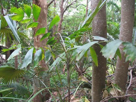 Balaka seemannii - Palmpedia - Palm Grower's Guide