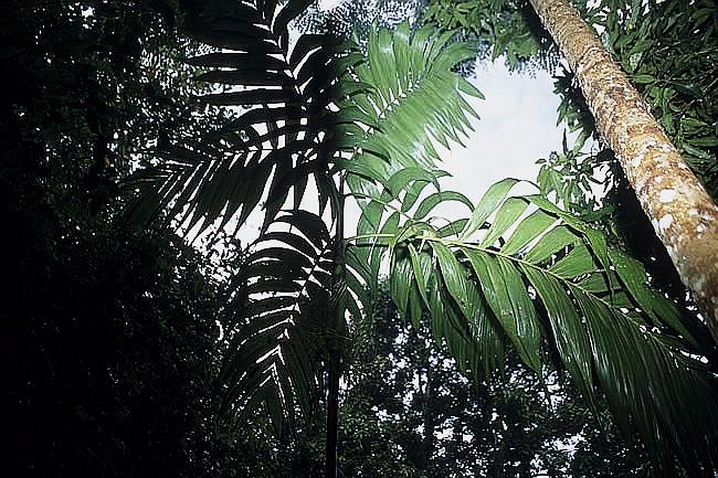 Areca concinna - Palmpedia - Palm Grower's Guide