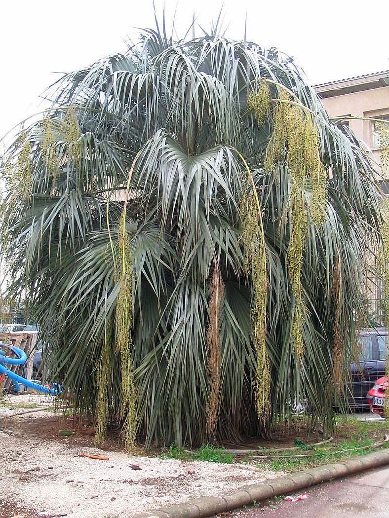 Brahea clara - Palmpedia - Palm Grower's Guide